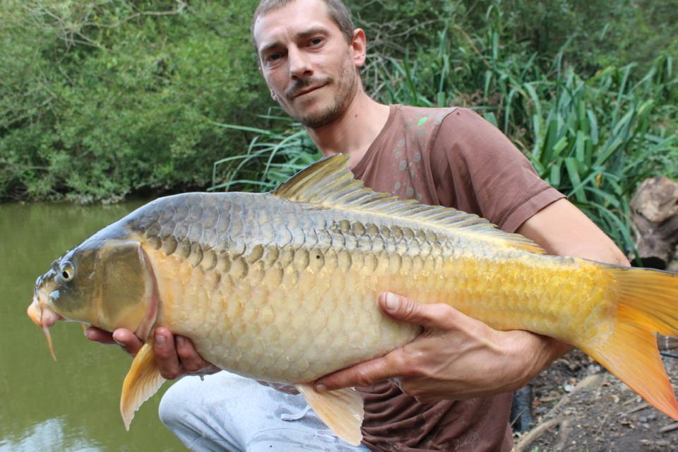 Golden Ghost | Total Carp